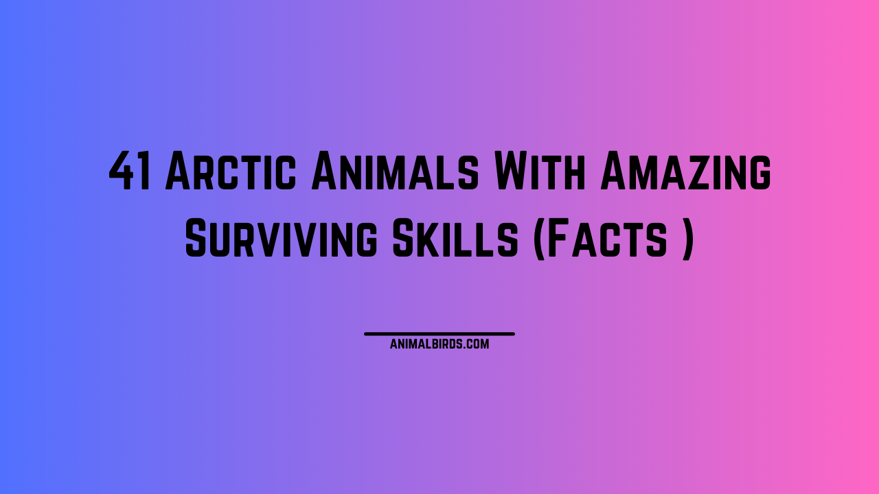 41 Arctic Animals With Amazing Surviving Skills (Facts ) - AnimalBirds